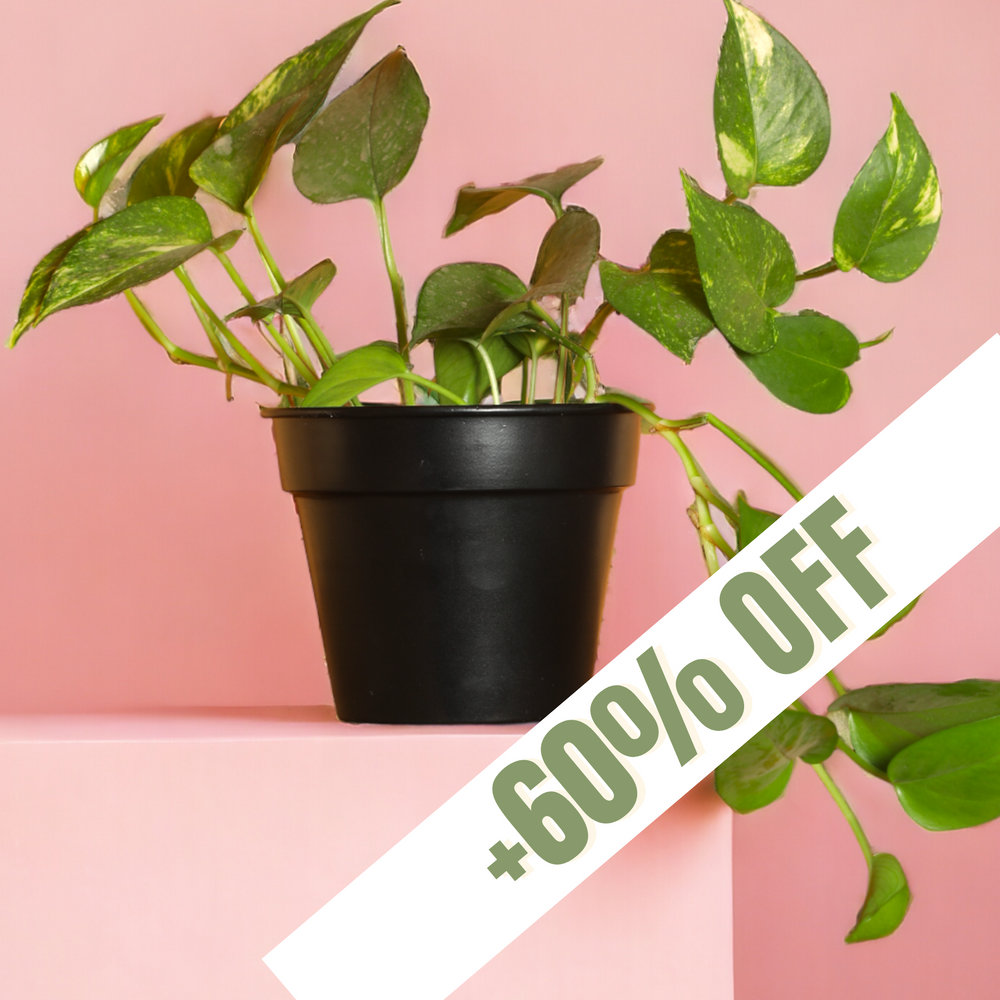 Lushlyf | India's First Biophilic Lifestyle Brand